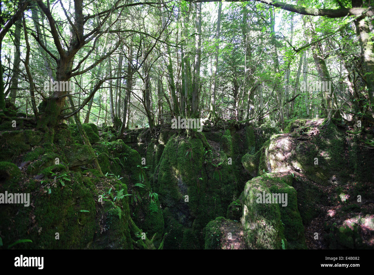 Forest of Dean, Coleford, UK. 8th July, 2014. Actual shoot date varies ...