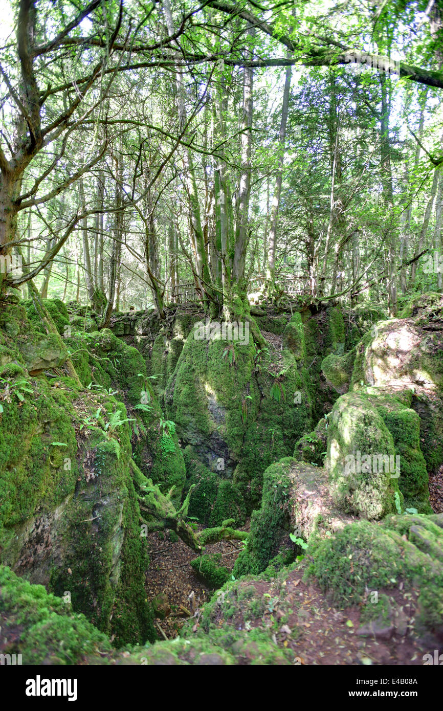 Forest of Dean, Coleford, UK. 8th July, 2014. Actual shoot date varies ...