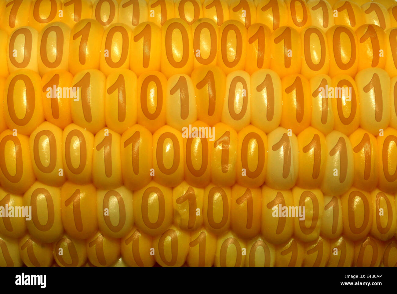 Digital food concept as a close up of a corn cob with binary code on ...