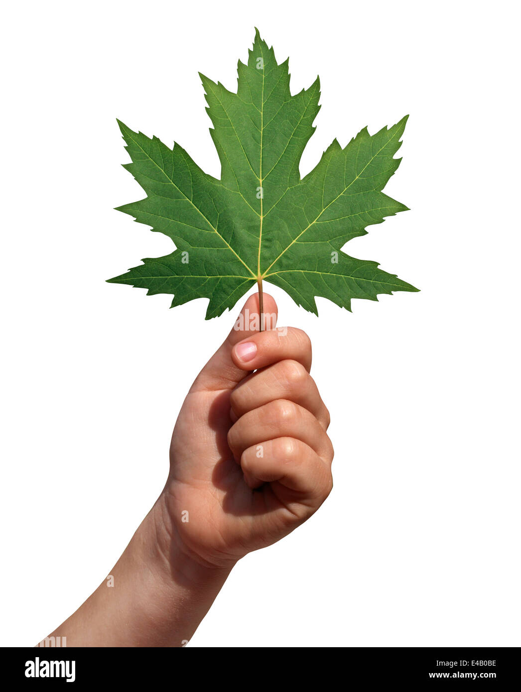 Holding a leaf as a symbol of growth and development with the hand of a ...
