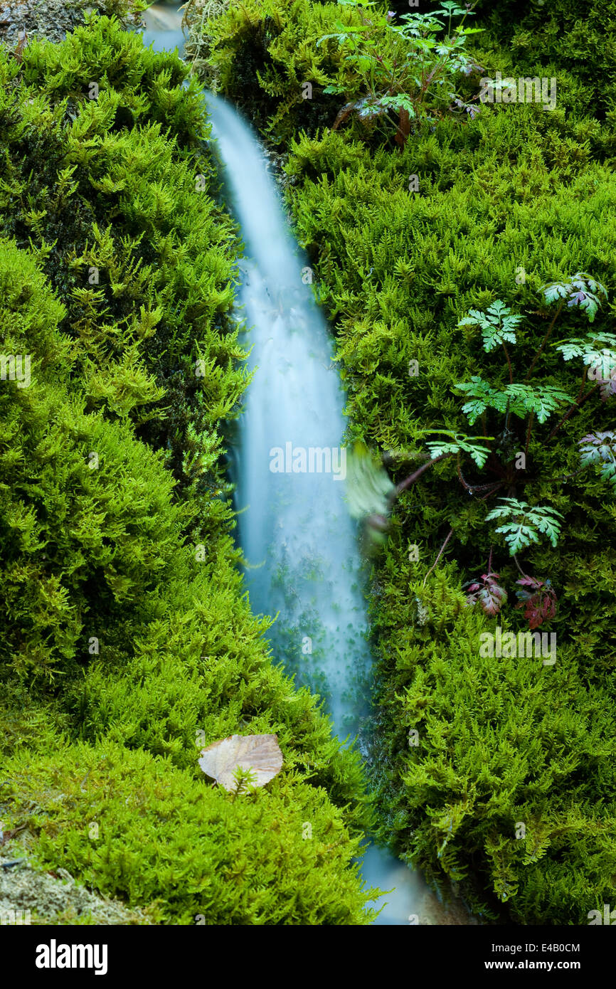 little creek floating around mossy rocks, small waterfall Stock Photo ...