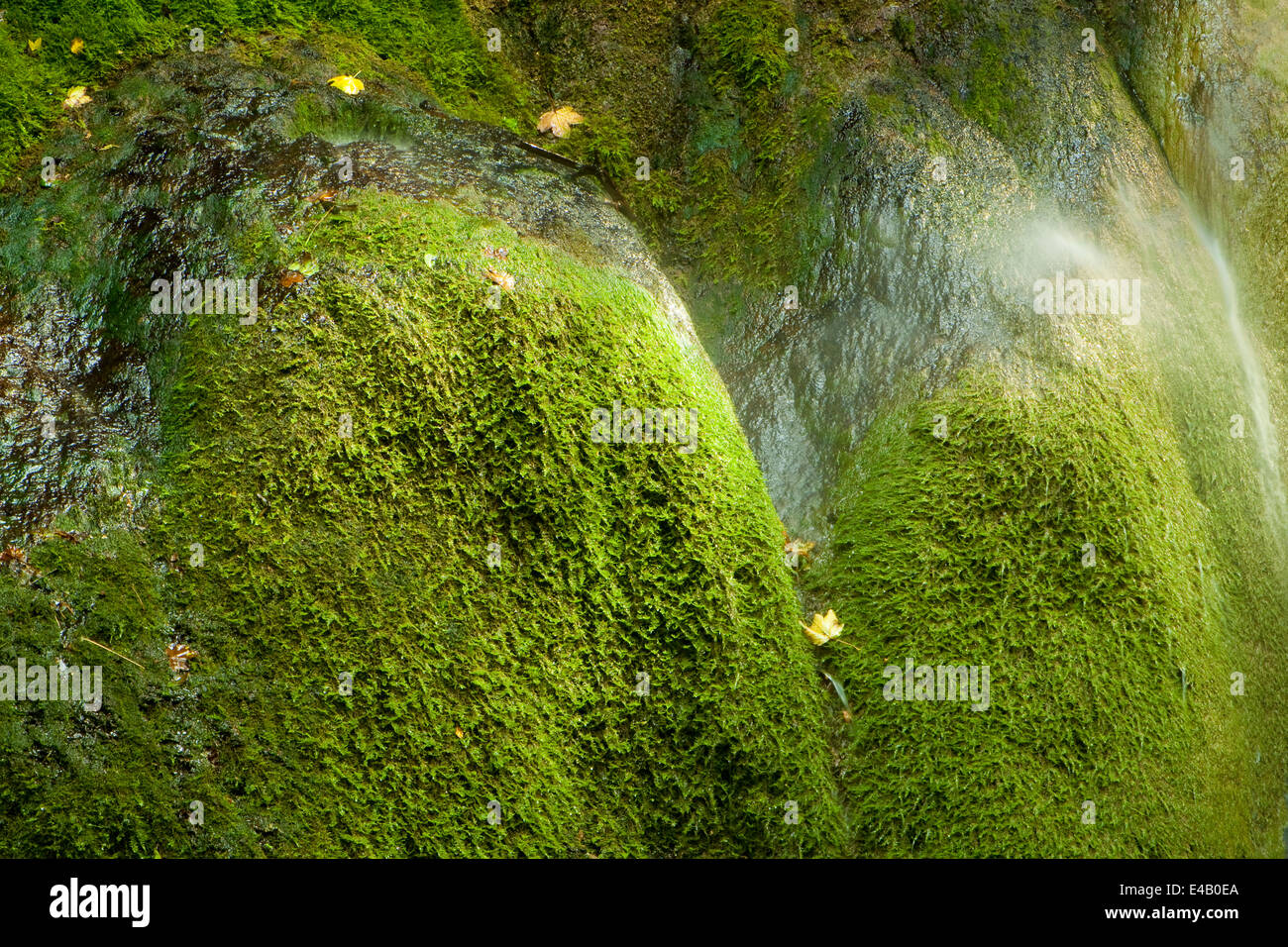 The garden of floating woods hi-res stock photography and images - Alamy