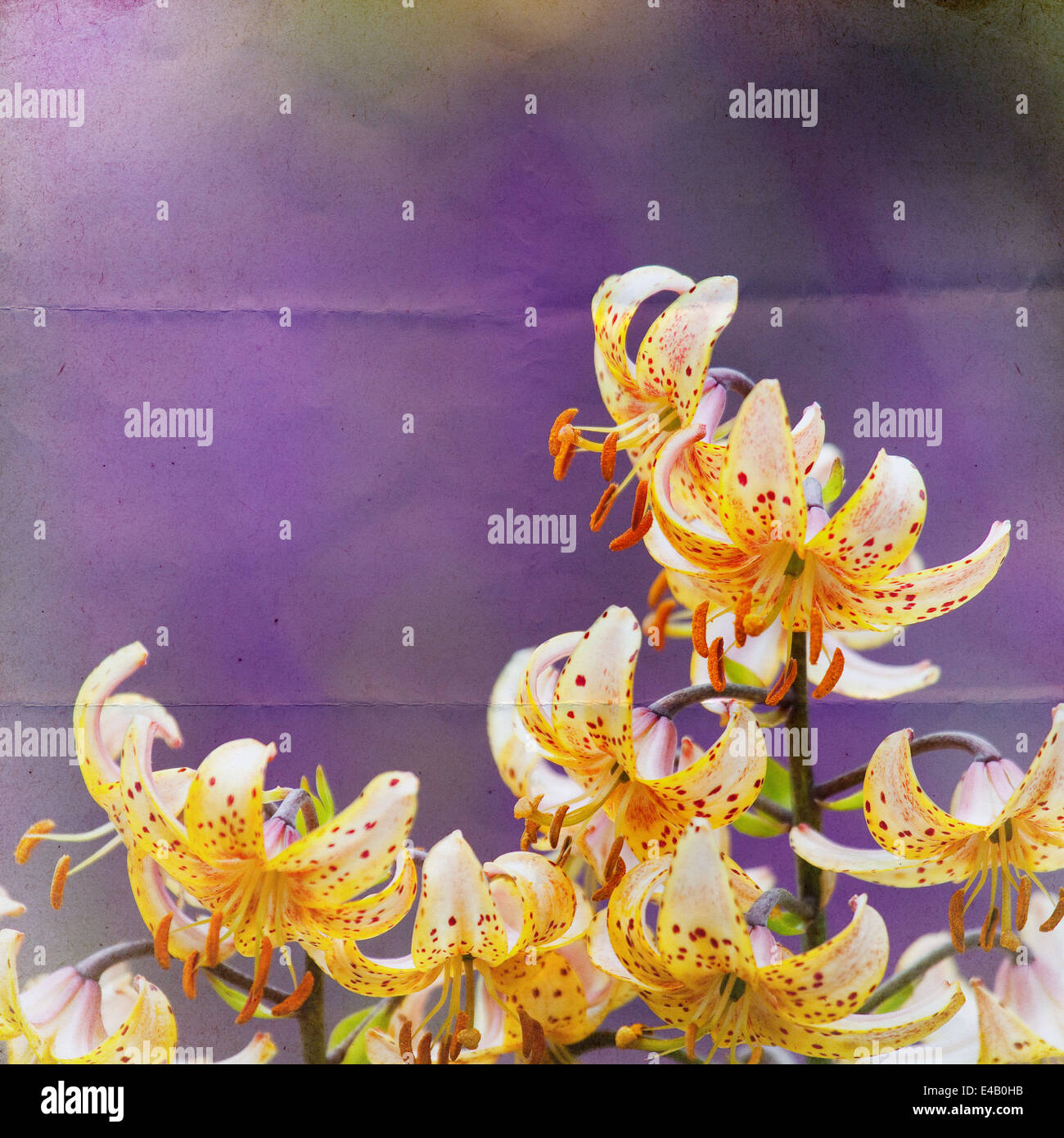 grunge, old folded paper background with beautiful colorful garden ...