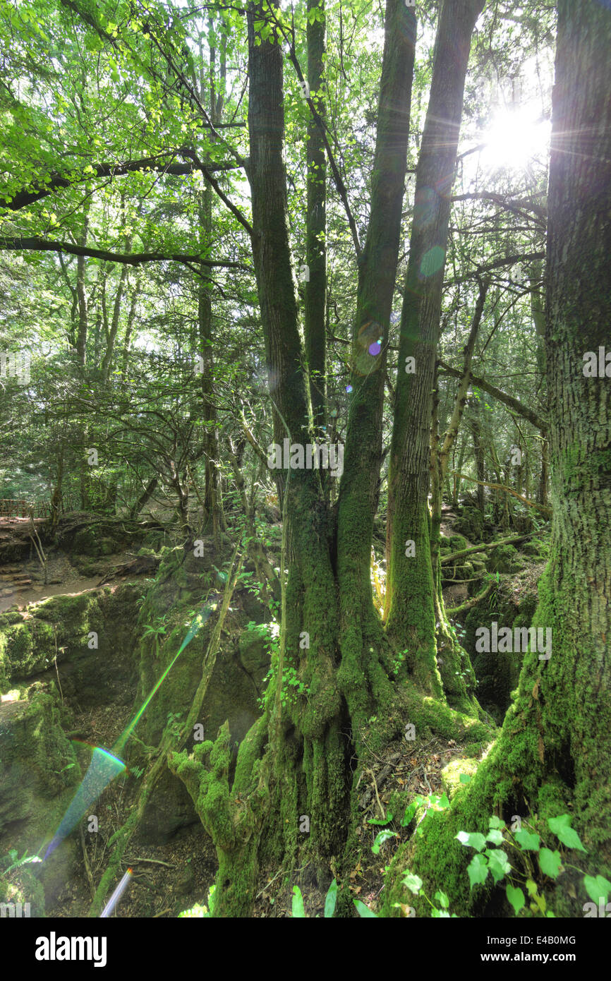 Forest of Dean, Coleford, UK. 8th July, 2014. Actual shoot date varies ...