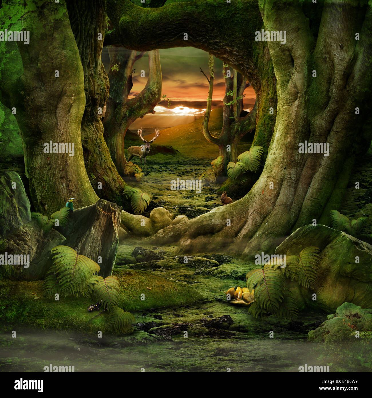 romantic forest landscape with old trees and moss Stock Photo - Alamy