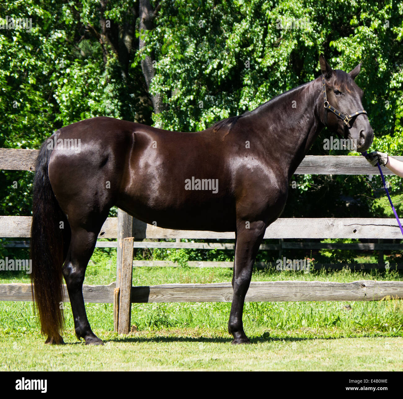Black Tennessee Walking Horse Mare Stock Photo - Alamy