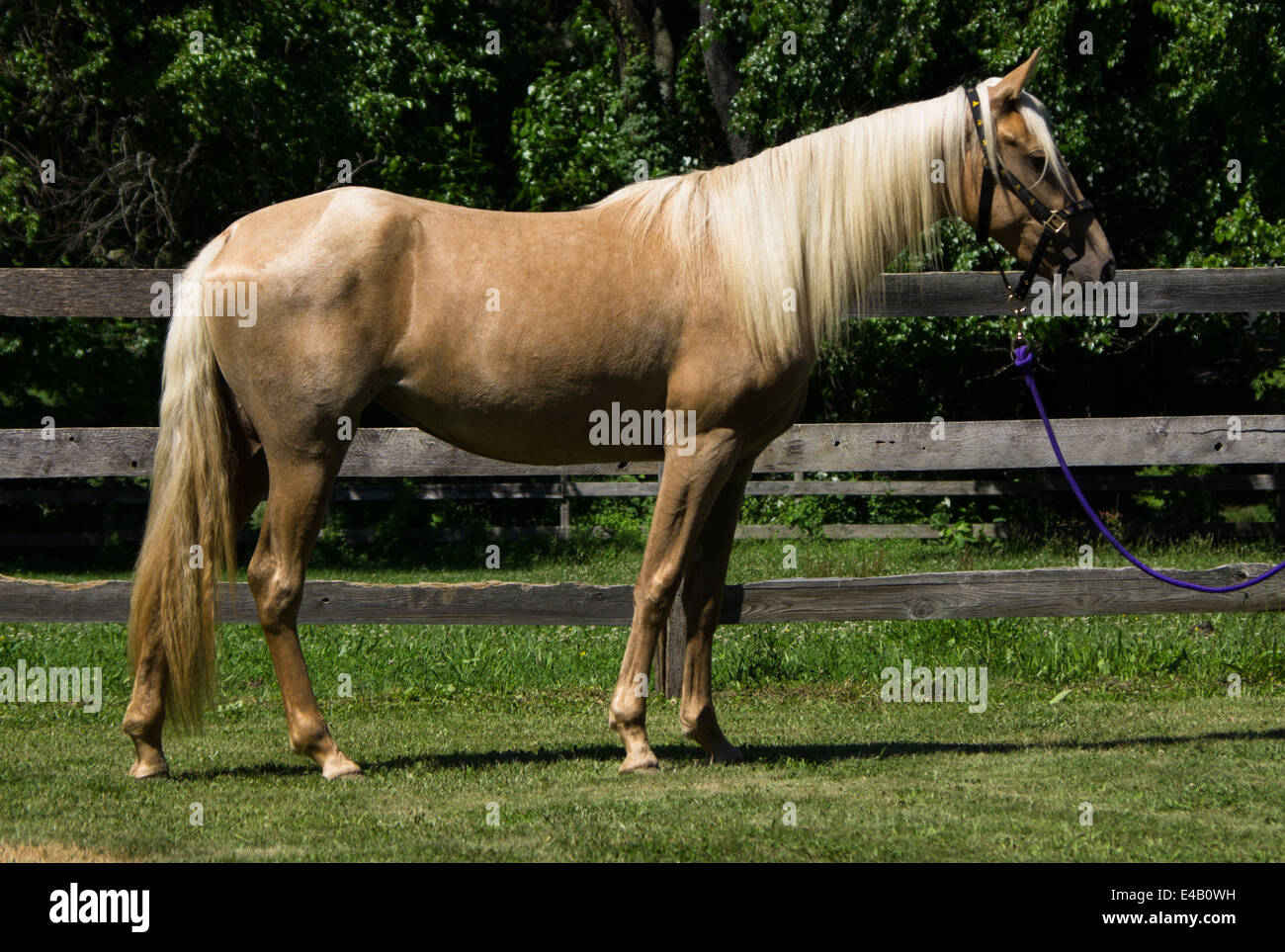 Palomino Tennessee Walking Horse Filly Stock Photo - Alamy