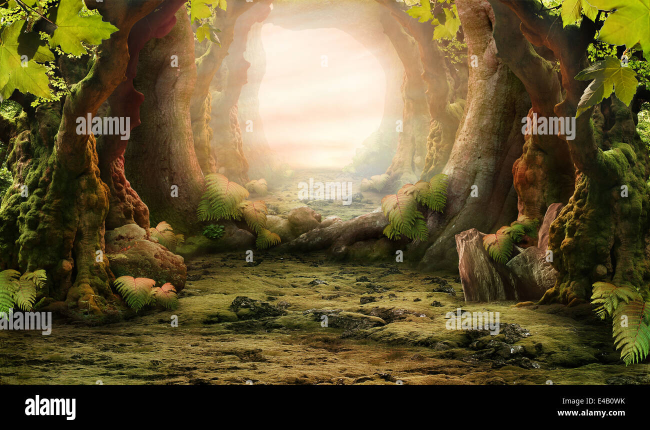 romantic forest landscape with old trees and moss Stock Photo - Alamy