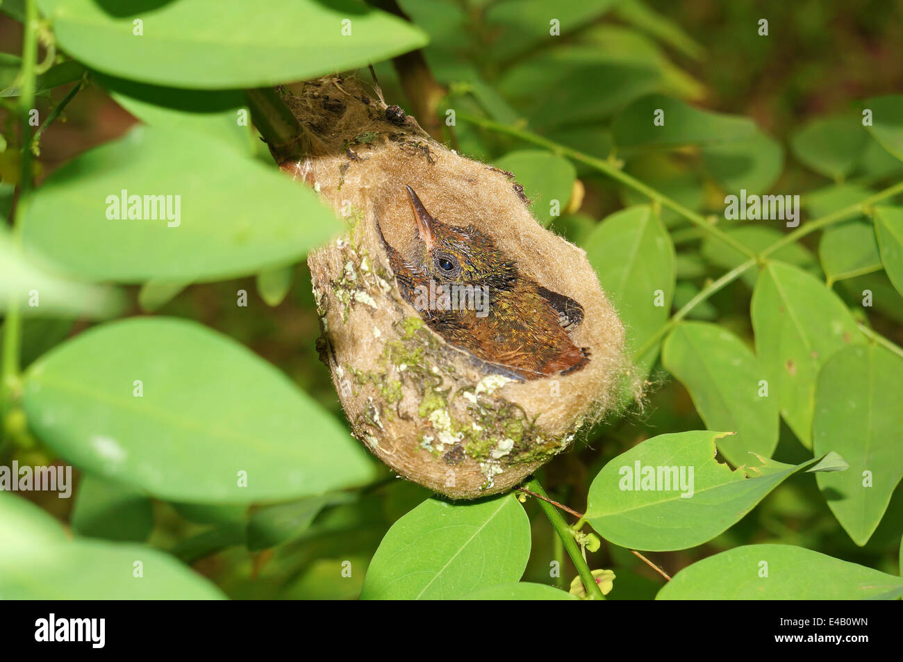 Baby rufous tailed hummingbird in nest hi-res stock photography and ...