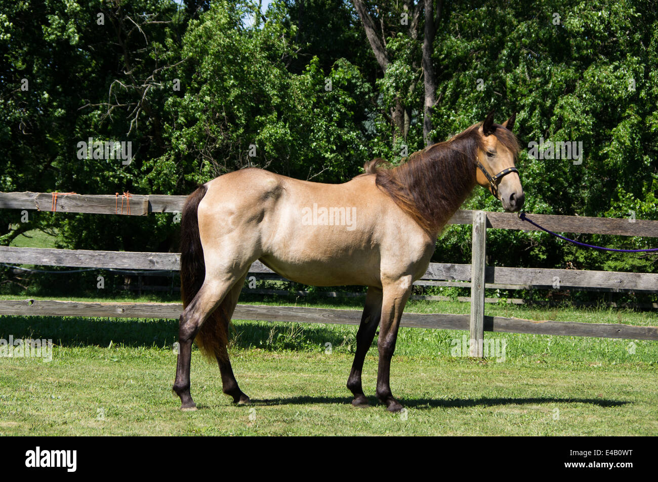 Buckskin Roan Horse