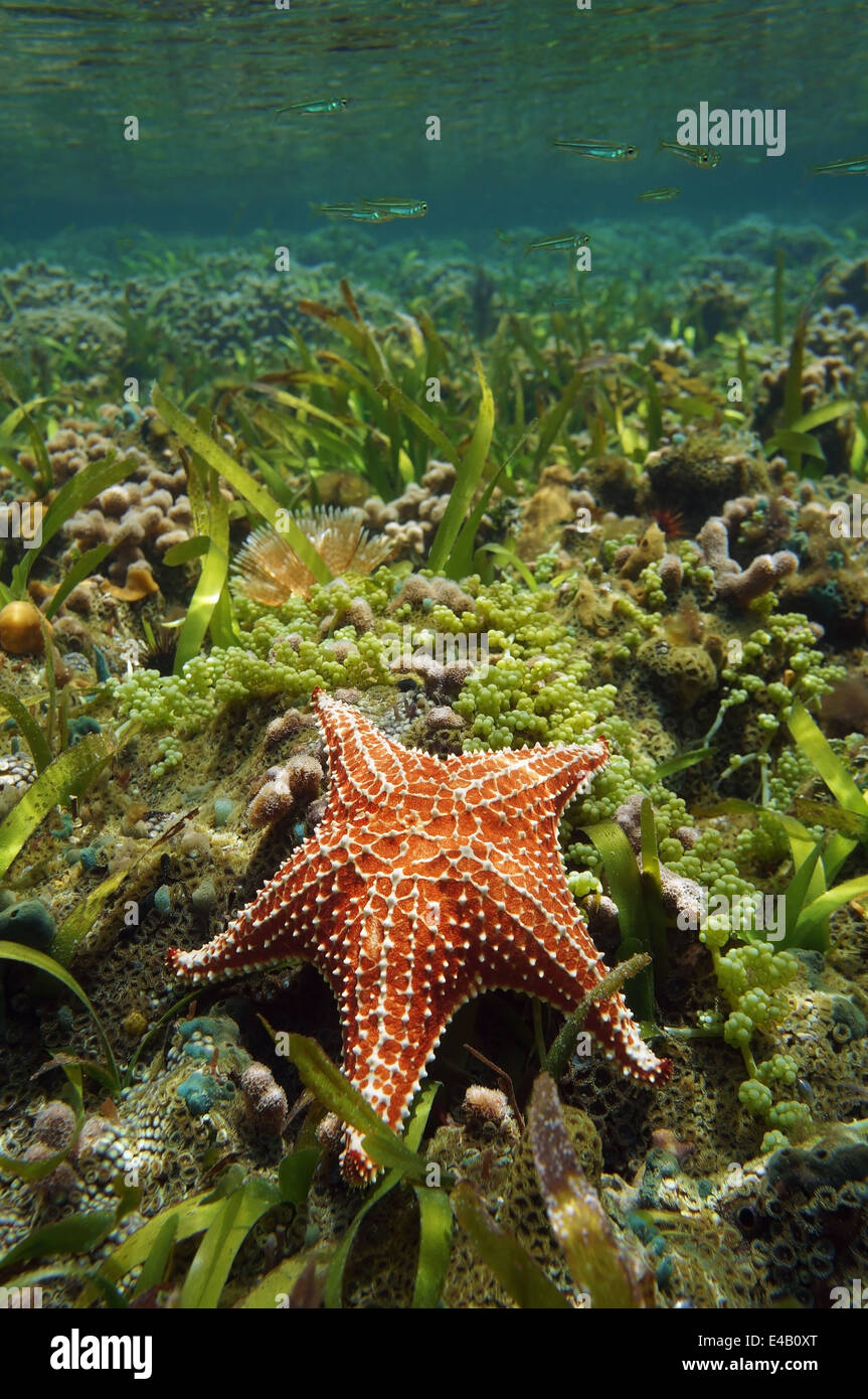 Cushion sea star Oreaster reticulatus, underwater, in a shallow coral ...