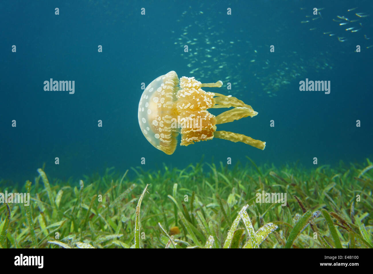 Native caribbean animal hi-res stock photography and images - Alamy