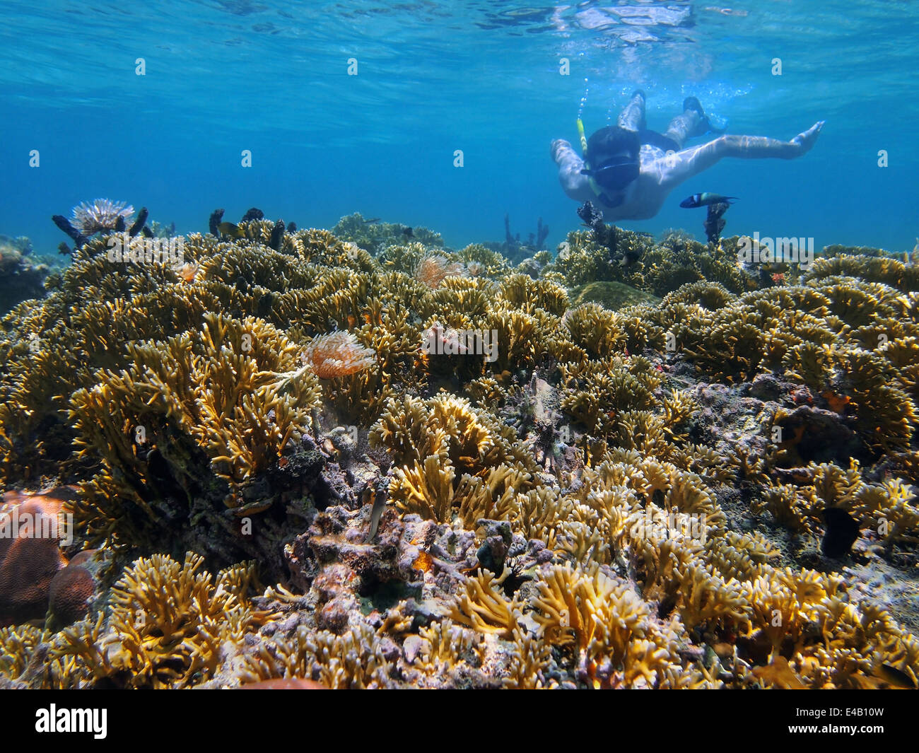 Man underwater snorkeling in a shallow coral reef of the Caribbean sea ...