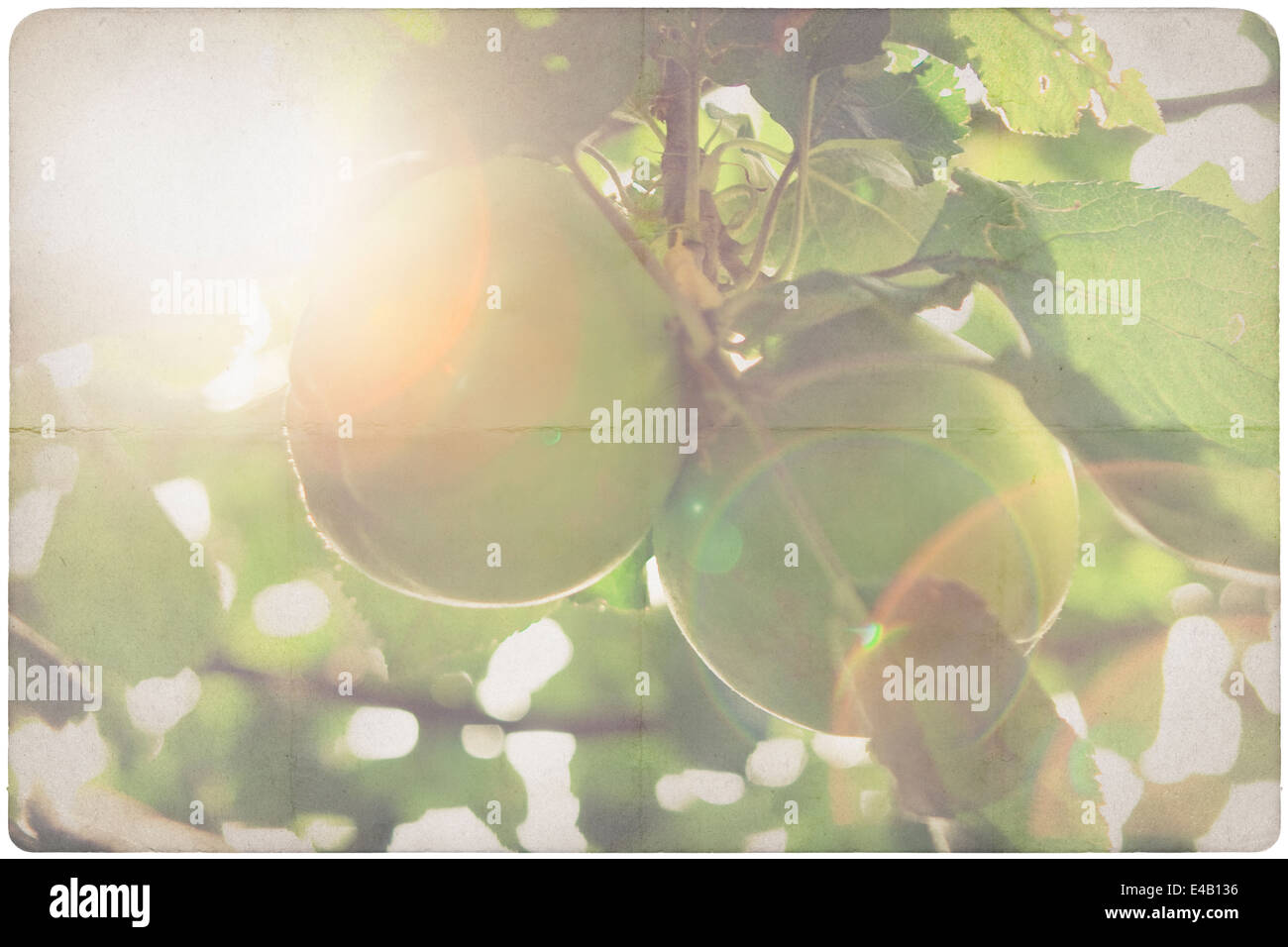 apple tree background Stock Photo - Alamy