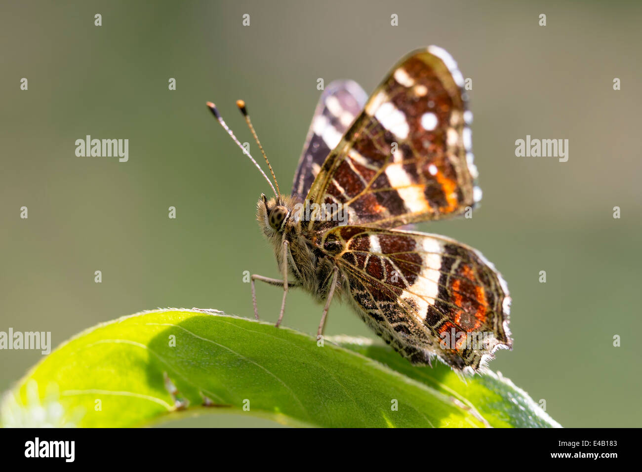 Butterfly map hi-res stock photography and images - Alamy