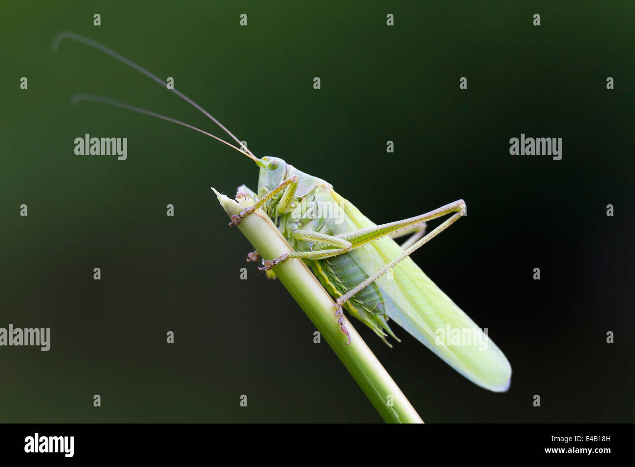 Side view of a Great Green Bush-Cricket in the reeds Stock Photo - Alamy