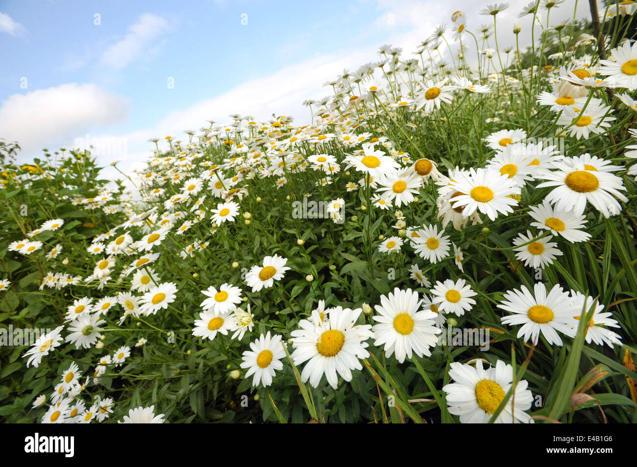 field of daisy flowers Stock Photo - Alamy
