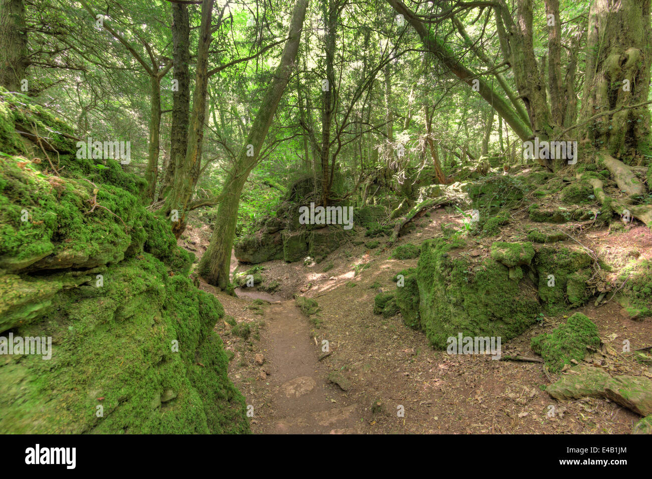Forest of Dean, Coleford, UK. 8th July, 2014. Actual shoot date varies ...