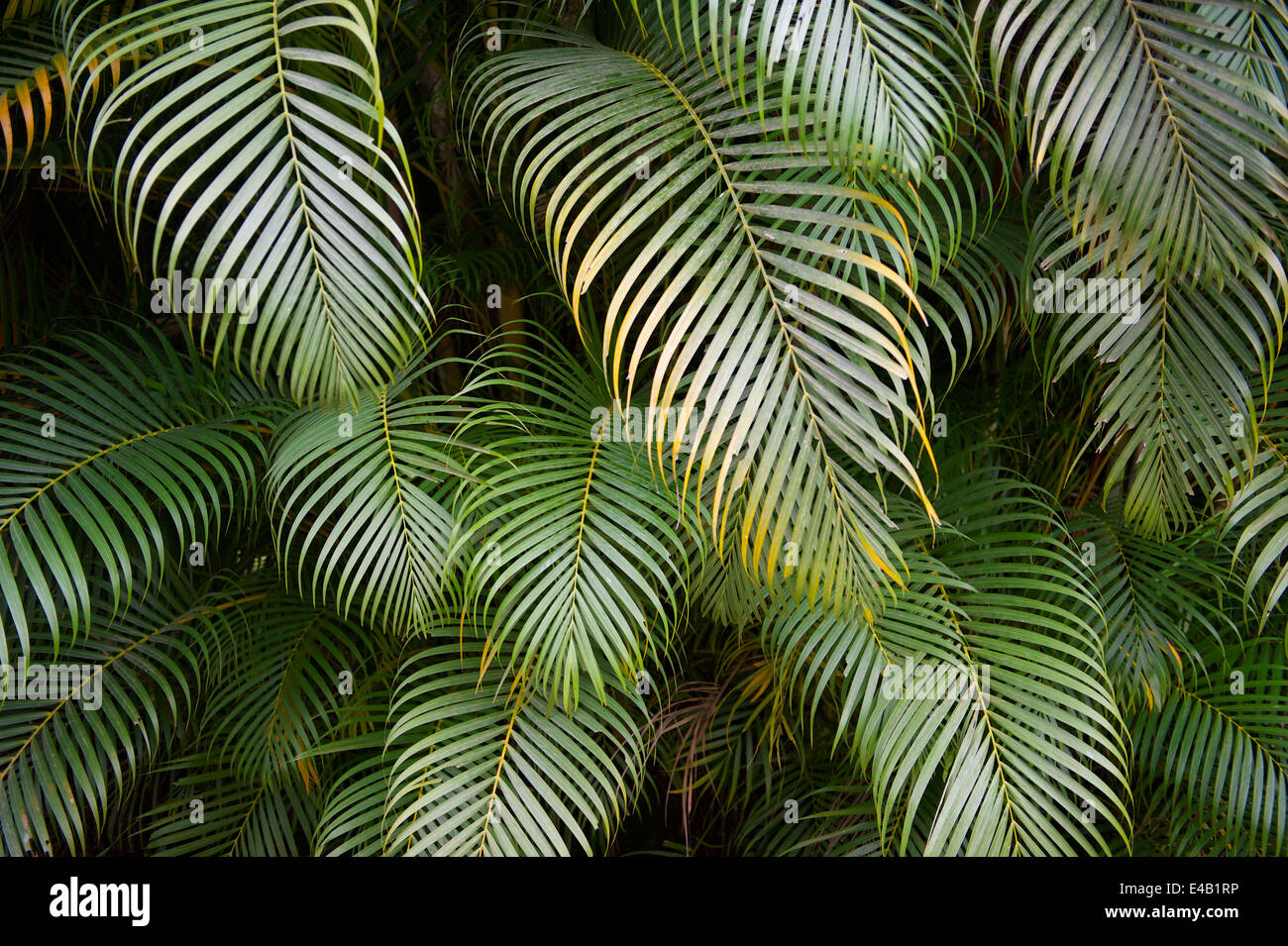 Background of dark green palm fronds in tropical Brazilian jungle Stock ...