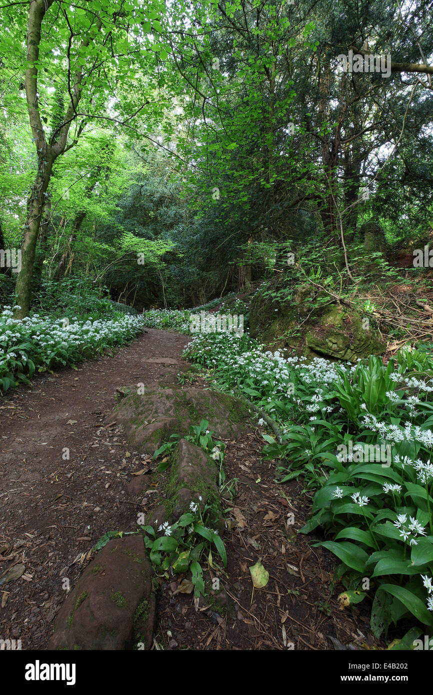 Forest of Dean, Coleford, UK. 8th July, 2014. Actual shoot date varies ...