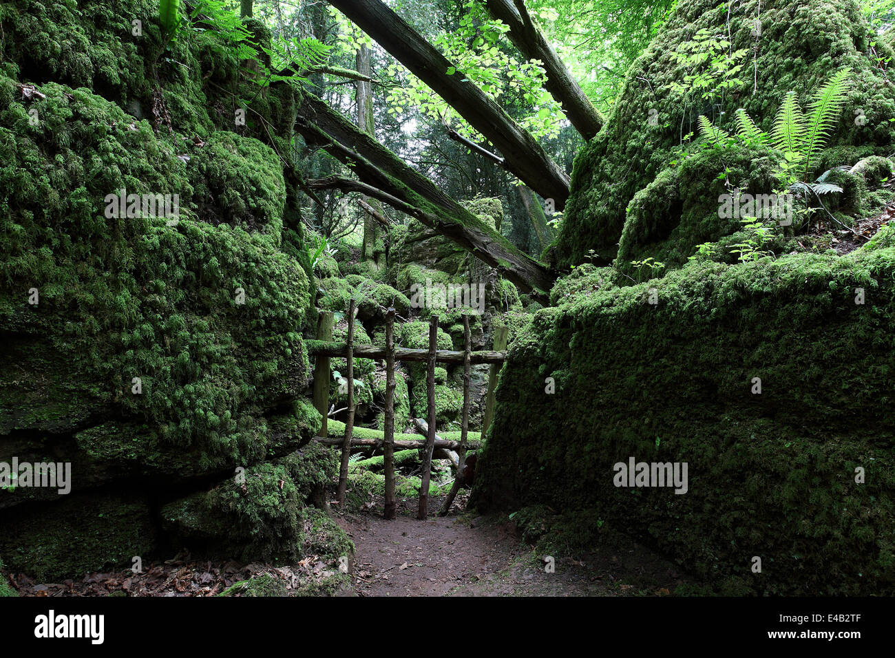 Forest of Dean, Coleford, UK. 8th July, 2014. Actual shoot date varies ...