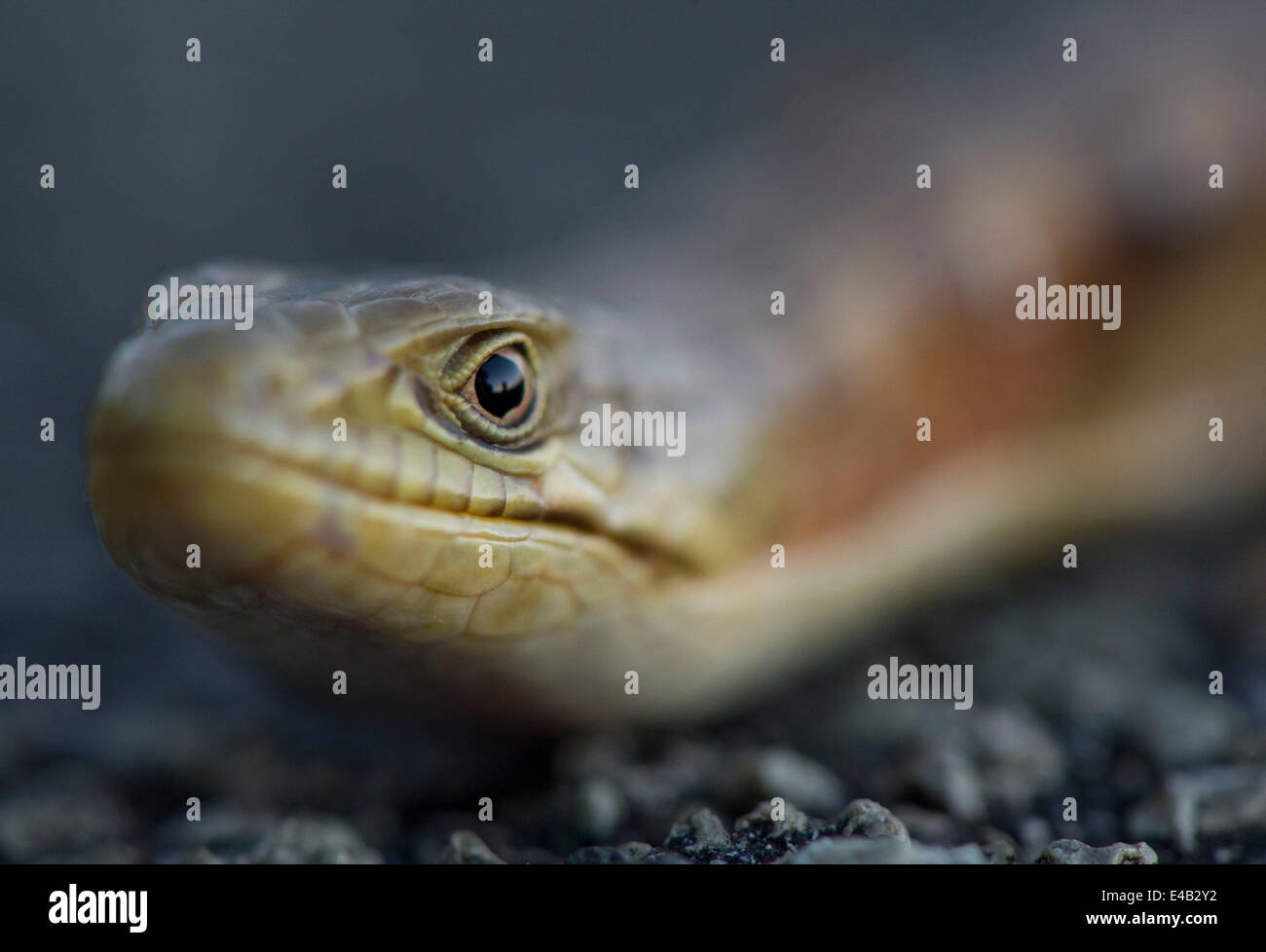 Including insects hi-res stock photography and images - Alamy