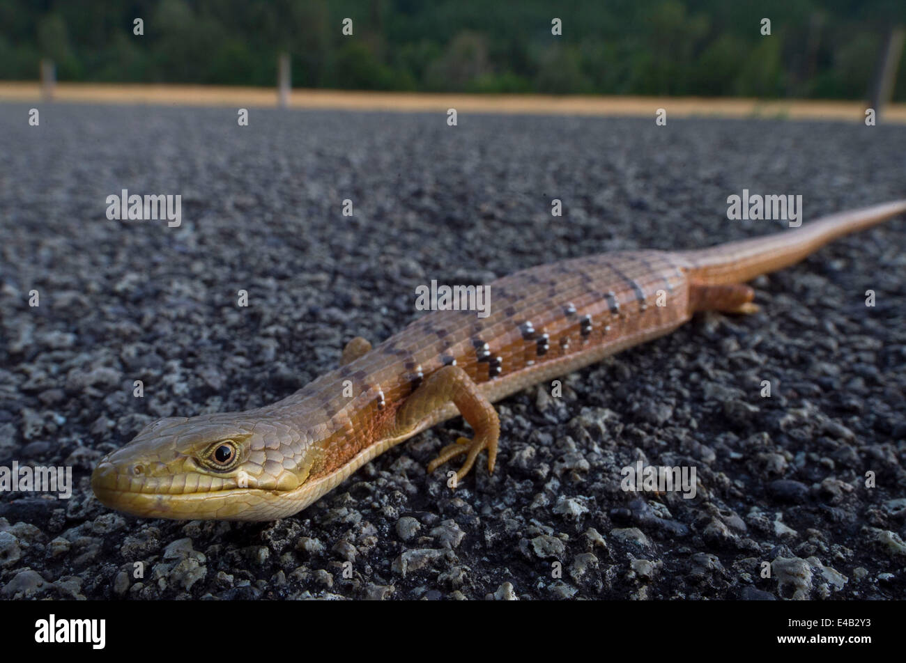 Roseburg, Oregon, USA. 7th July, 2014. A western alligator lizard warms ...