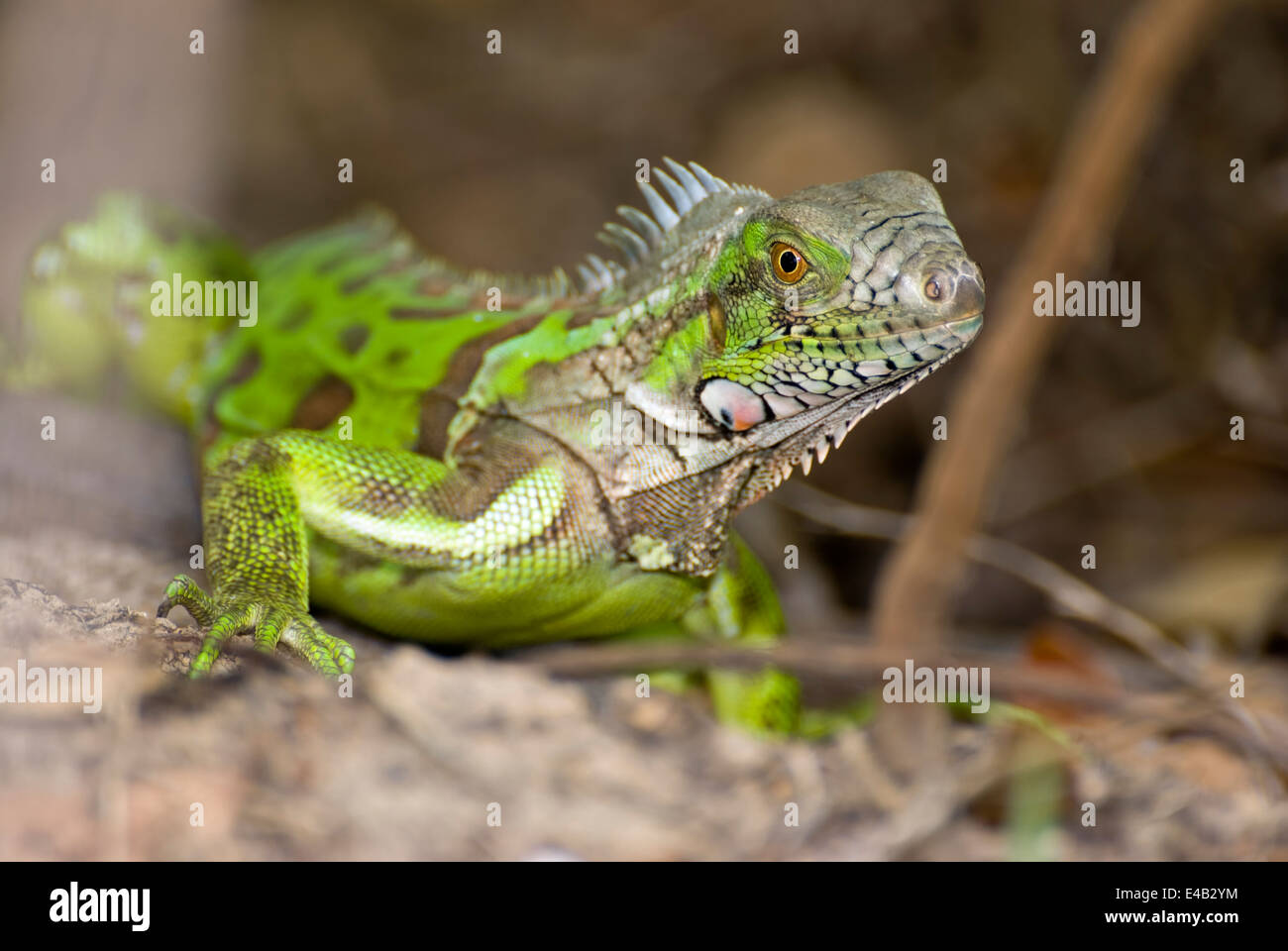 Common iguana iguana iguana hi-res stock photography and images - Alamy