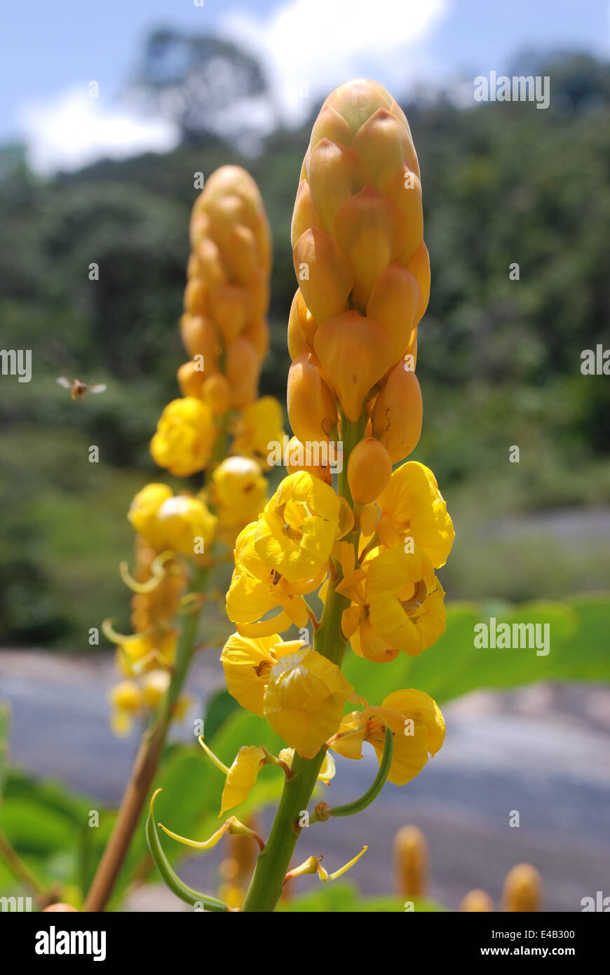 Venezuela flower hi-res stock photography and images - Alamy