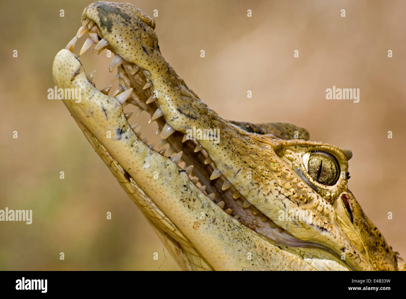 Crocodylians hi-res stock photography and images - Alamy