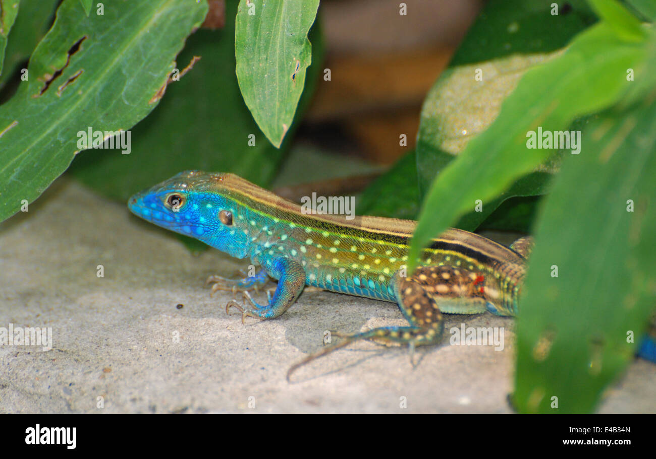 South america lizard green hi-res stock photography and images - Alamy