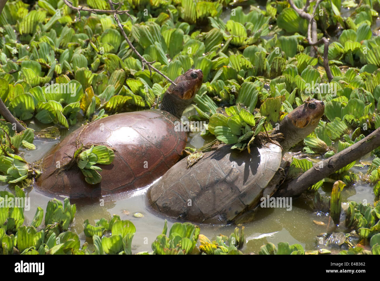 Giant amazon river turtles hi-res stock photography and images - Alamy