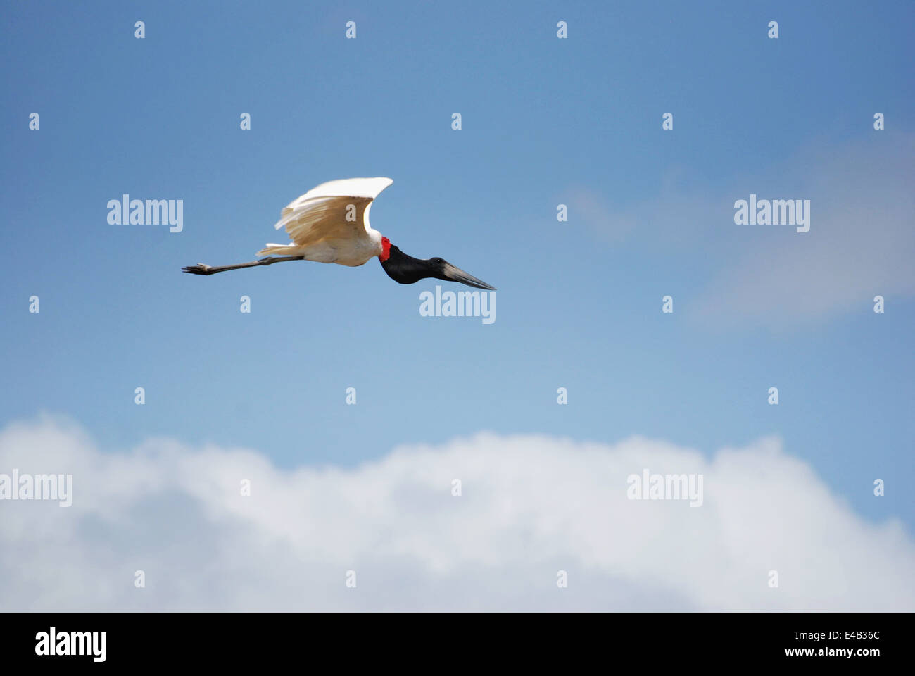 Jabiru bird hi-res stock photography and images - Alamy