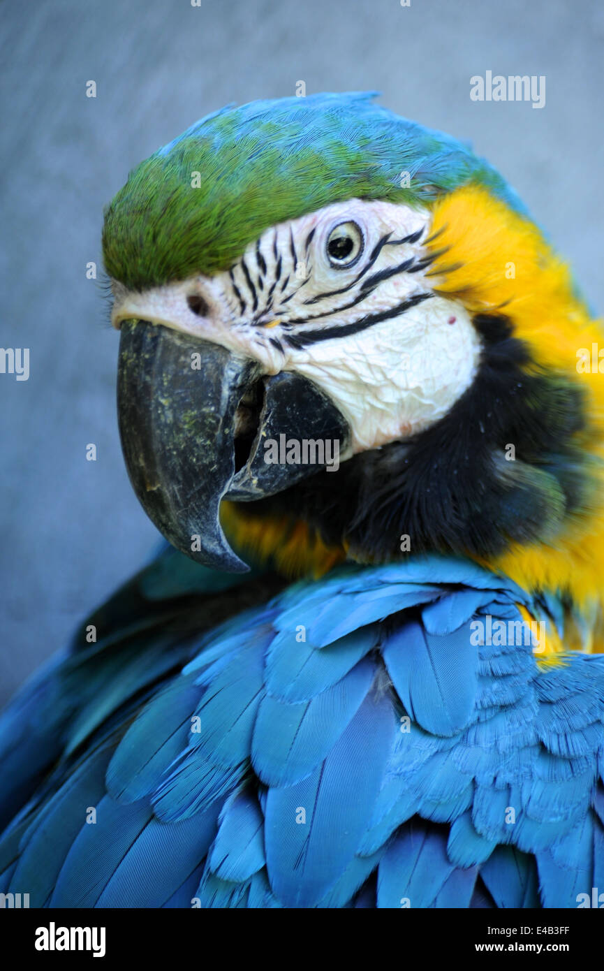 A close up shot of a Macaw Parrot Stock Photo - Alamy