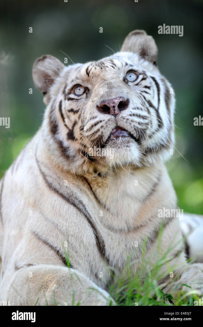 A close up shot of a white Tiger Stock Photo - Alamy