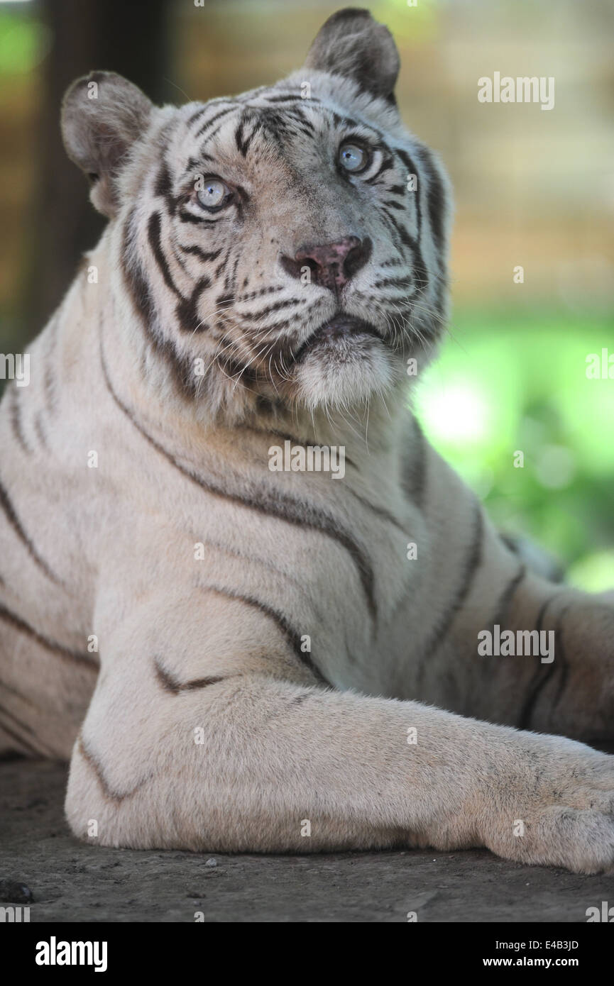 A close up shot of a white Tiger Stock Photo - Alamy
