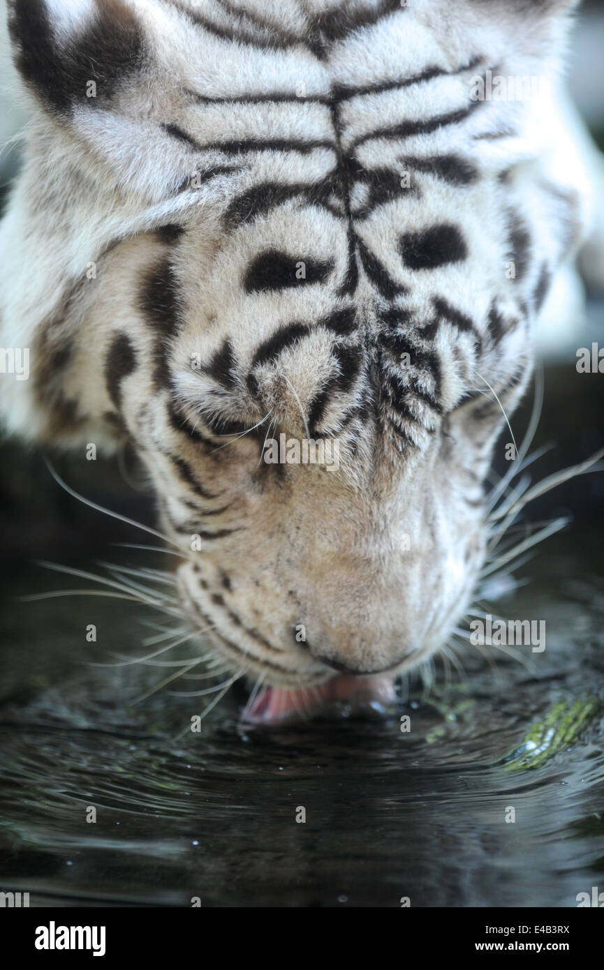A close up shot of a white Tiger Stock Photo - Alamy