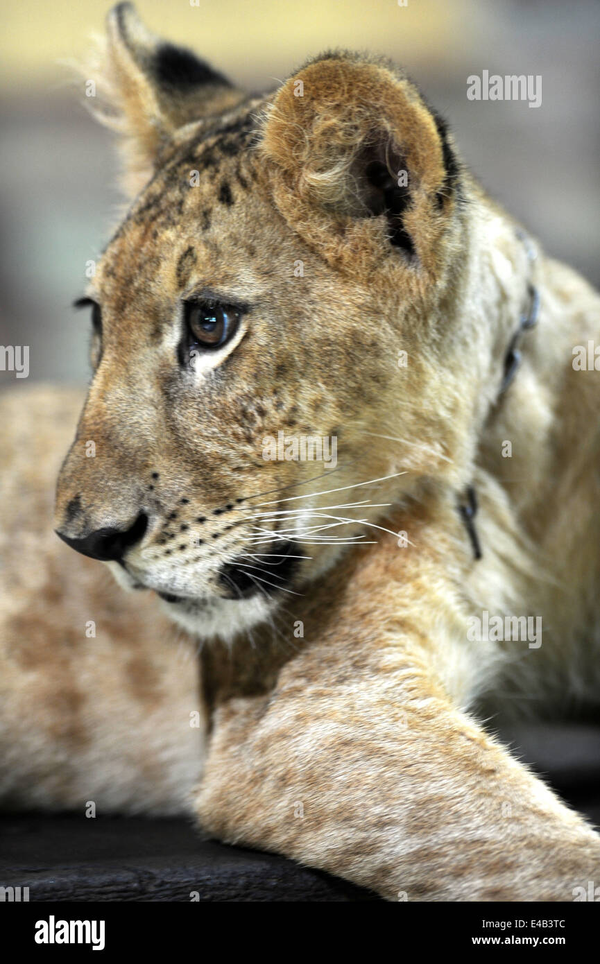 A close up shot of a Lion Cub Stock Photo - Alamy
