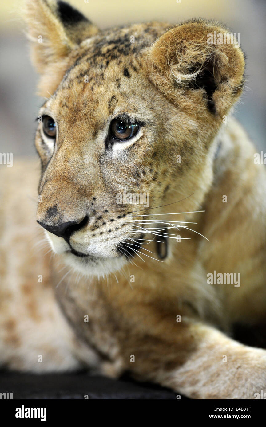 A close up shot of a Lion Cub Stock Photo - Alamy