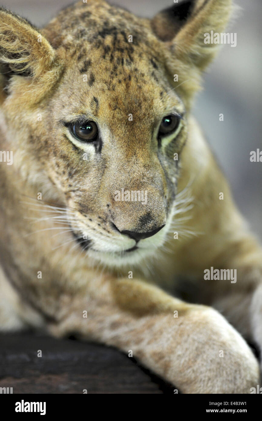 A close up shot of a Lion Cub Stock Photo - Alamy