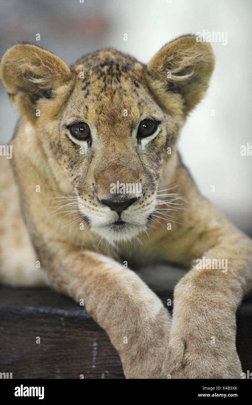 A close up shot of a Lion Cub Stock Photo - Alamy