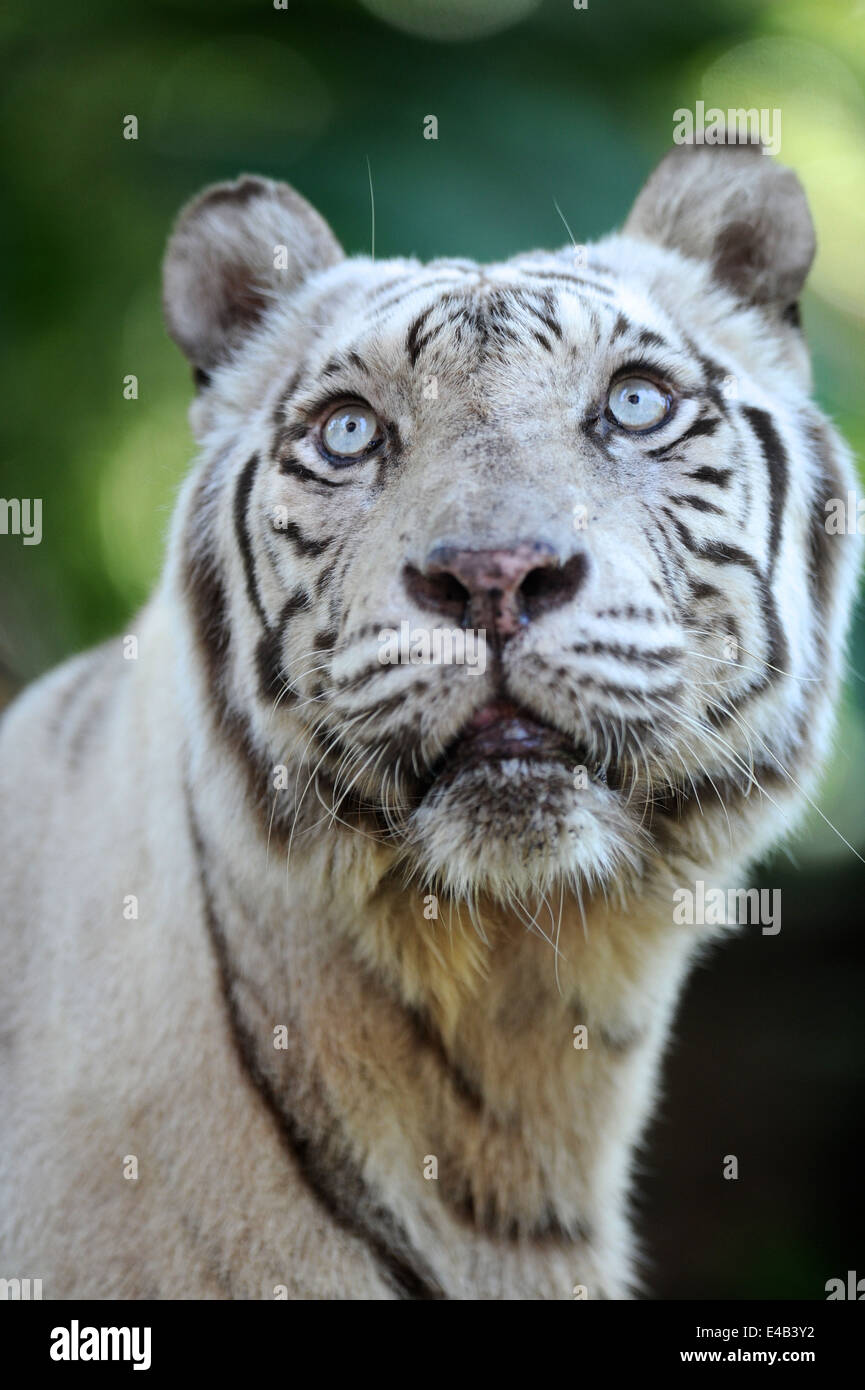A close up shot of a white Tiger Stock Photo - Alamy