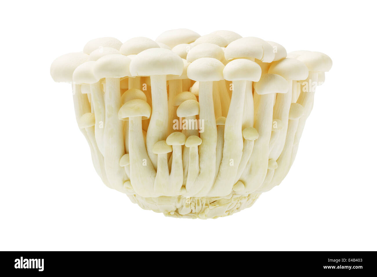 White Beech Japanese Mushroom Bunapi Shimeji Stock Photo - Alamy