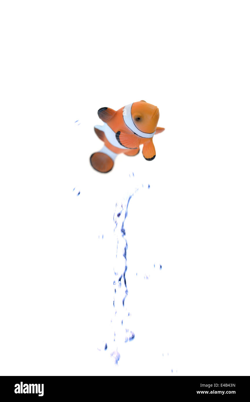 A close up shot of a Clown Fish Stock Photo - Alamy