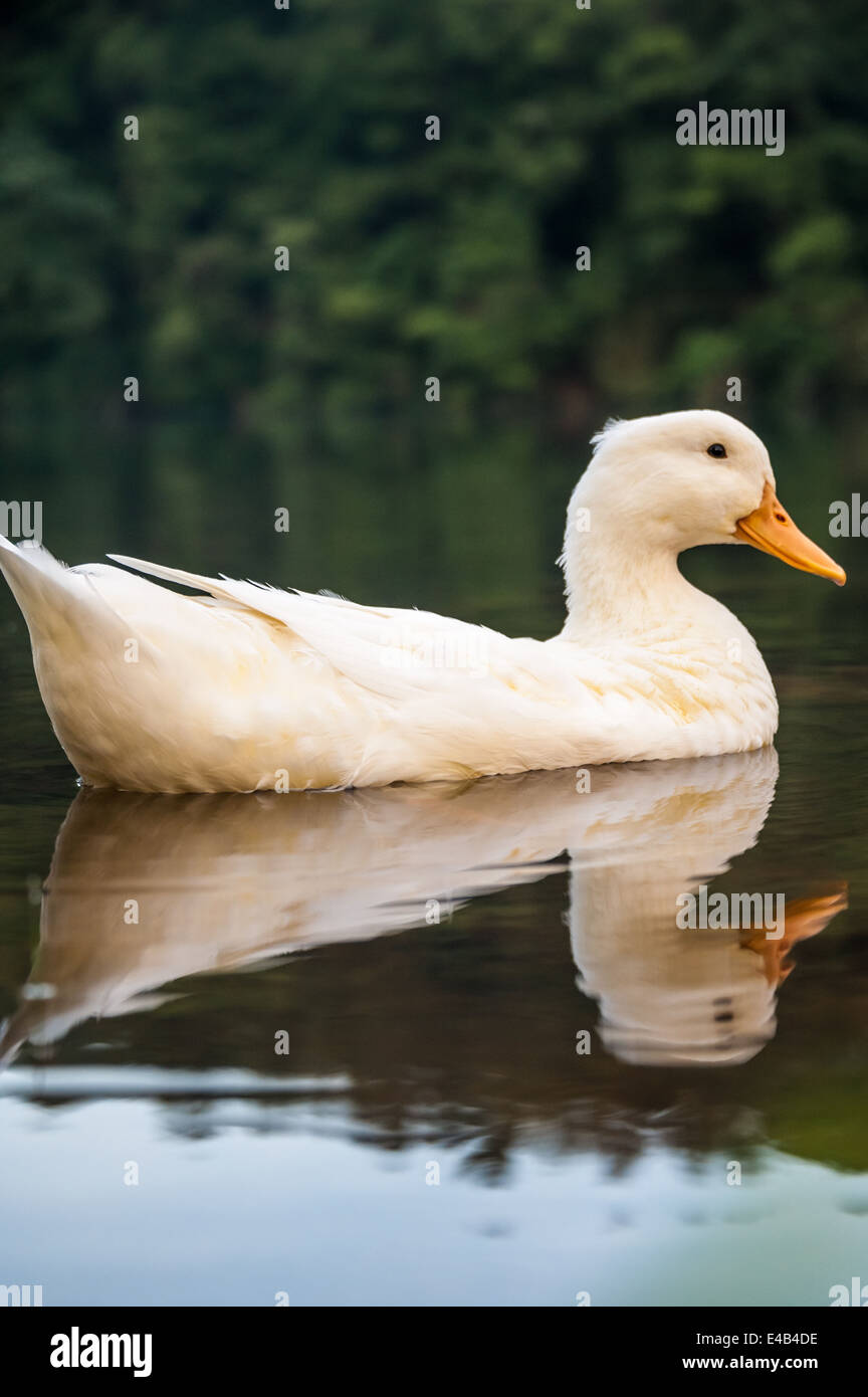 White duck at park hi-res stock photography and images - Alamy