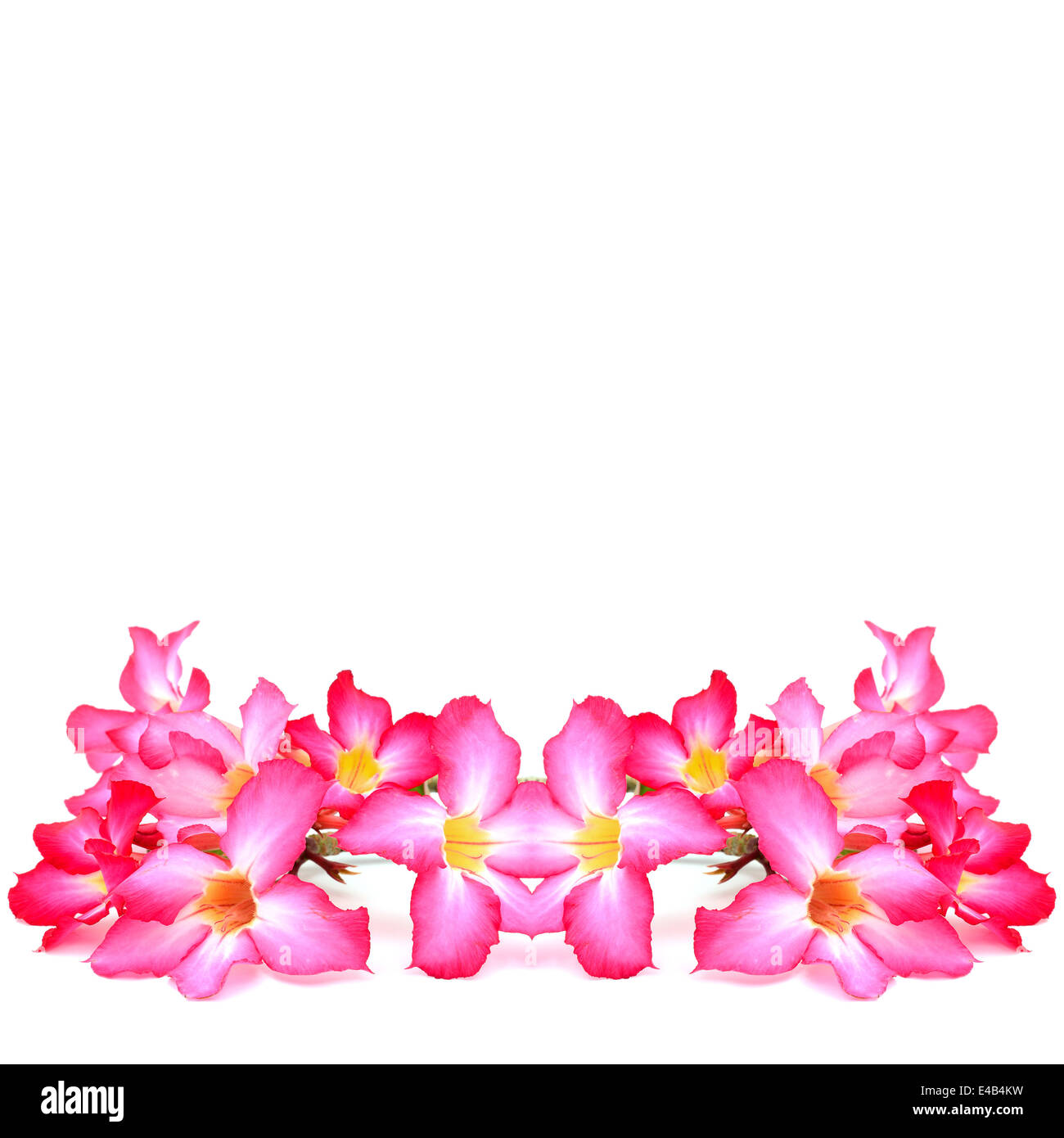 Impala lily adenium hi-res stock photography and images - Alamy