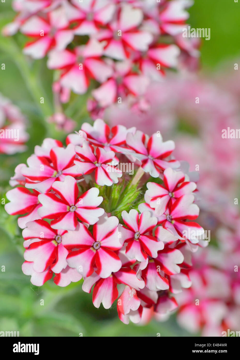 Geranium flowers hi-res stock photography and images - Alamy