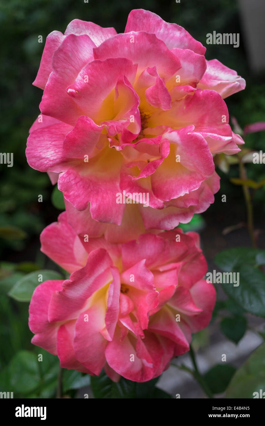Two pink roses close up Stock Photo - Alamy