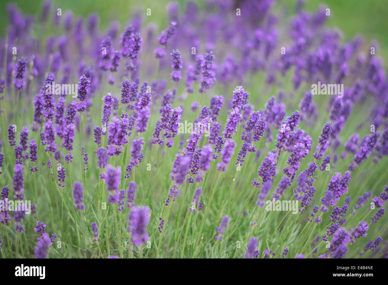 Blooming fragrant lavender flowers close up Lavandula angustifolia ...