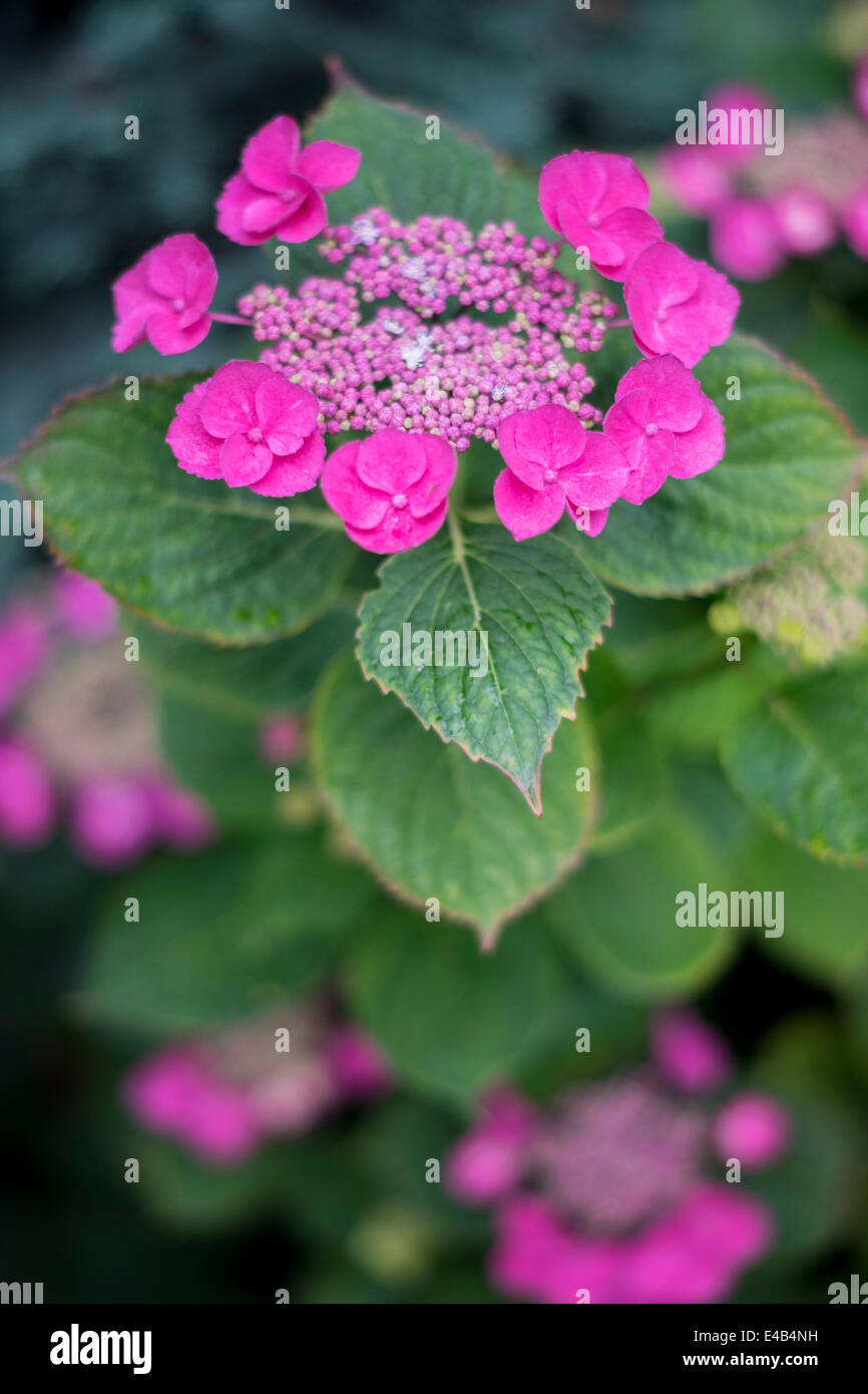 Pink hydrangea flowers close up Stock Photo - Alamy